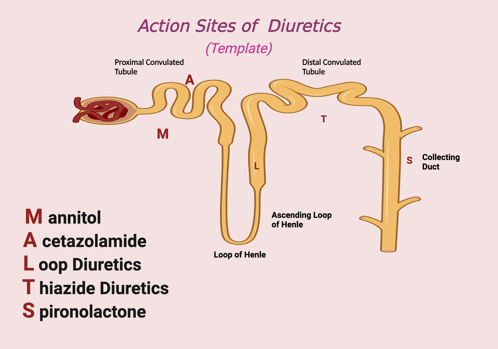 Action Sites of Diuretics | BioRender Science Templates