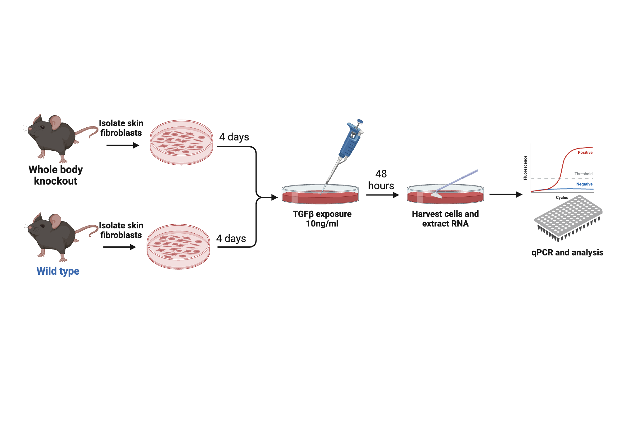 Murine Primary Fibroblast Experiment | BioRender Science Templates