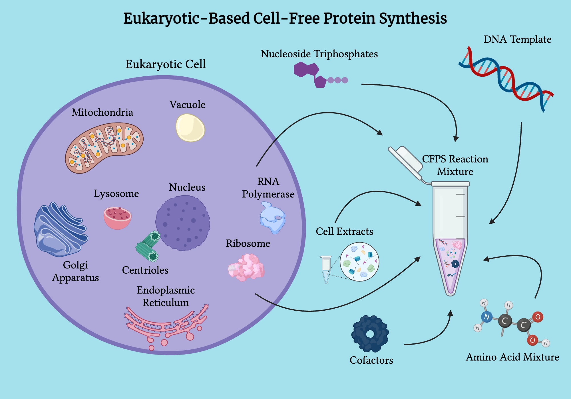 Eukaryotic-Based Cell-Free Protein Synthesis | BioRender Science Templates