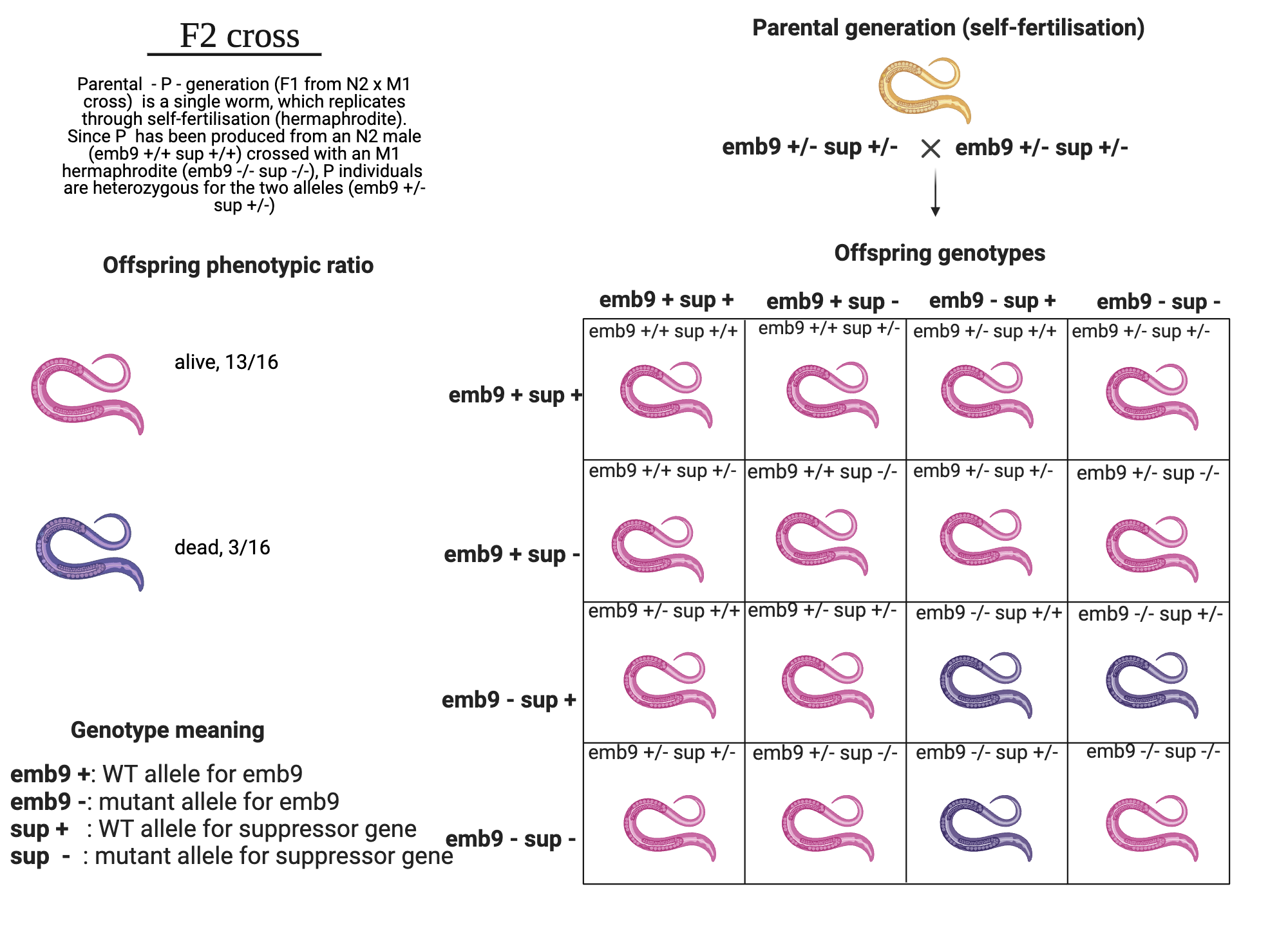 C. elegans dihybrid cross for a temperature-sensitive mutation and a ...