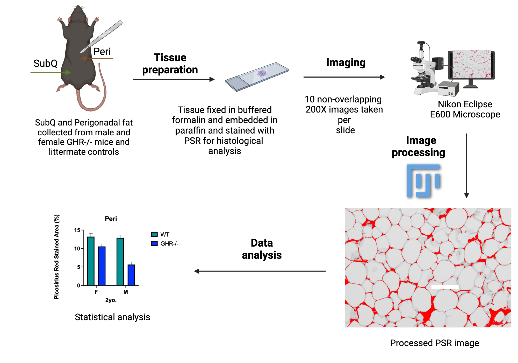 Characterizing Fibrosis in GHR-/- Mice | BioRender Science Templates