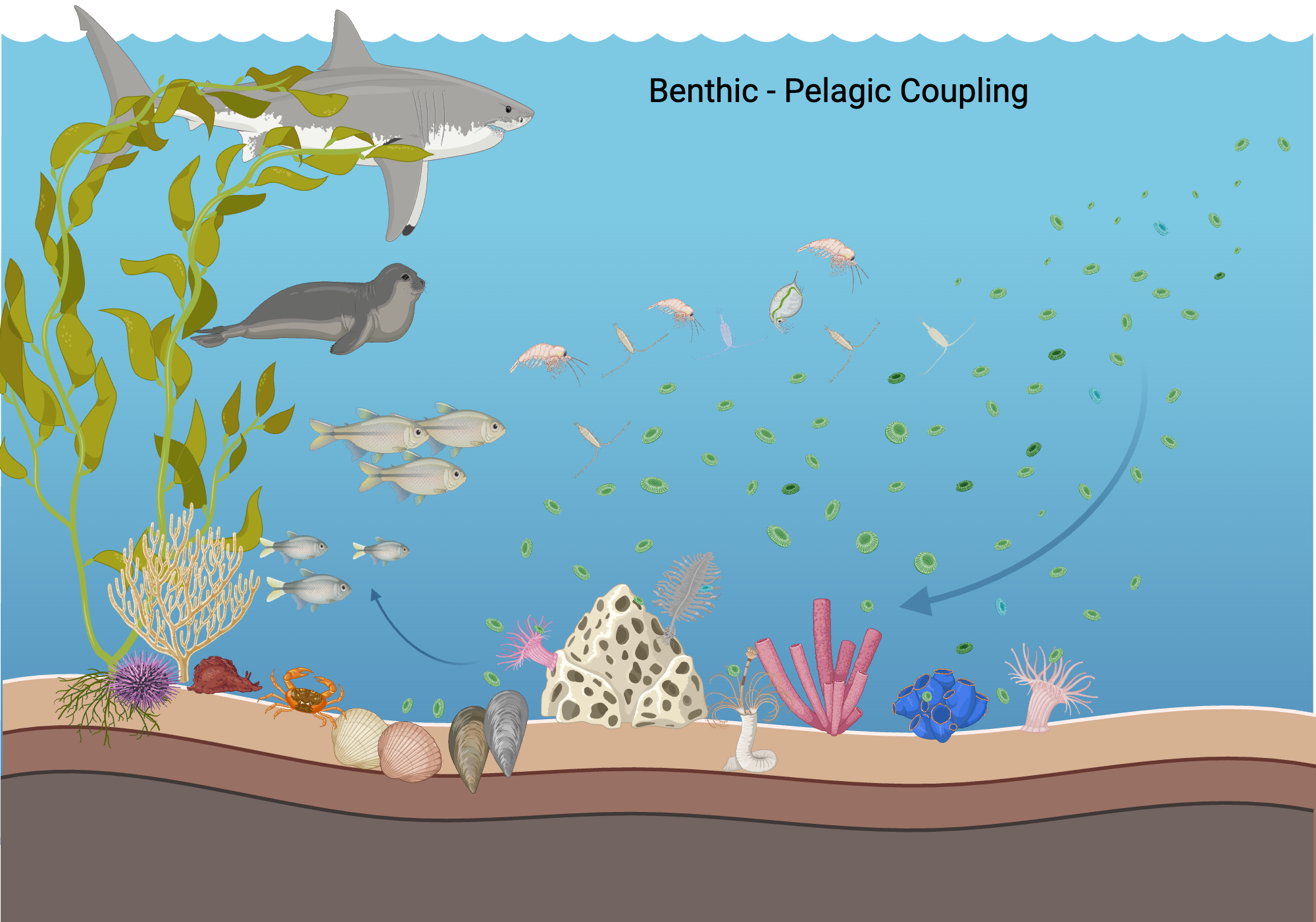Benthic Pelagic coupling in a kelp forest | BioRender Science Templates