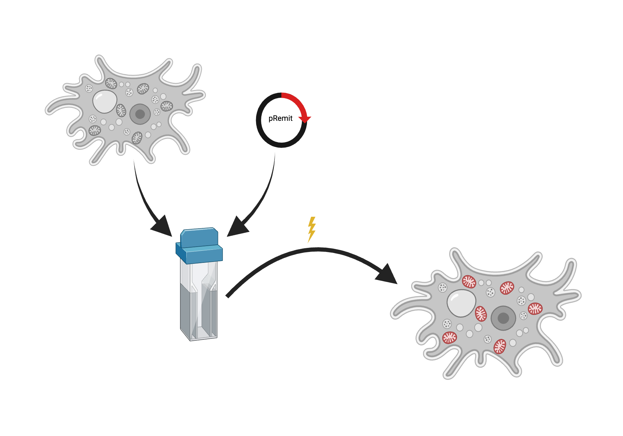 Dictyostelium discoideum AX2 pRemit transformation | BioRender Science ...