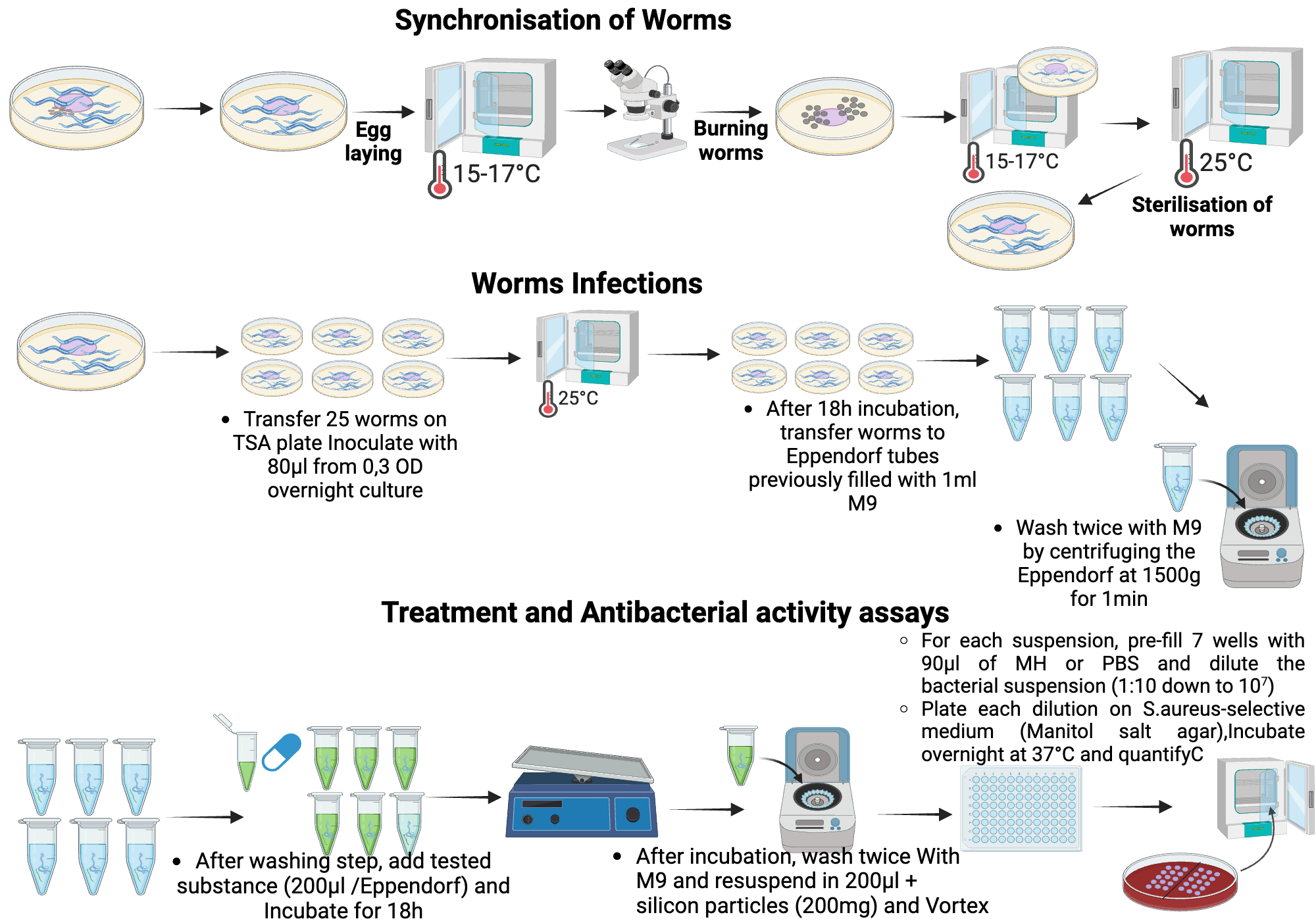 IN VIVO ANTIBACTERIAL ACTIVITY ON CAENORHABDITIS ELEGANS | BioRender ...
