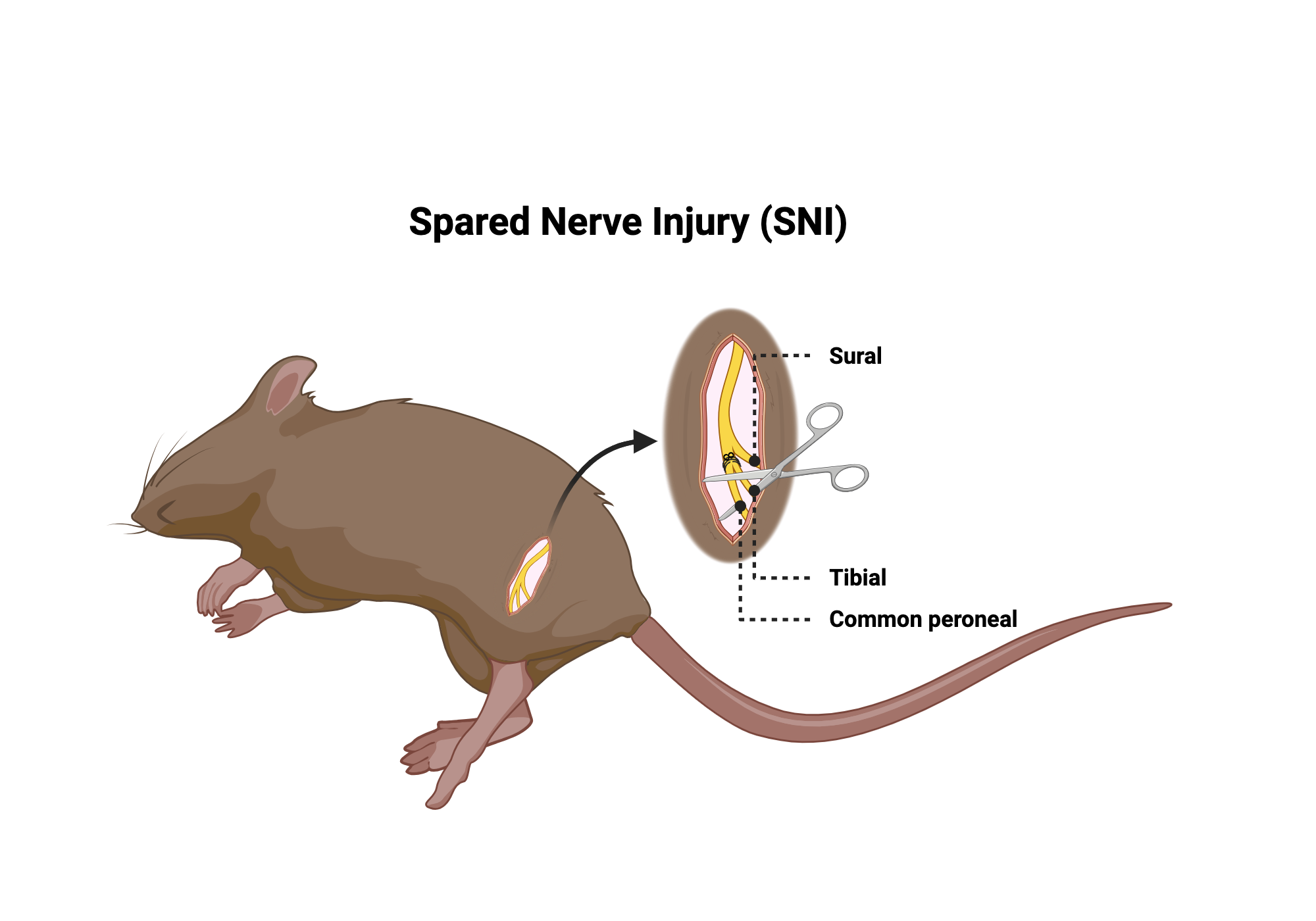 Make scientific figures in minutes using existing templates.