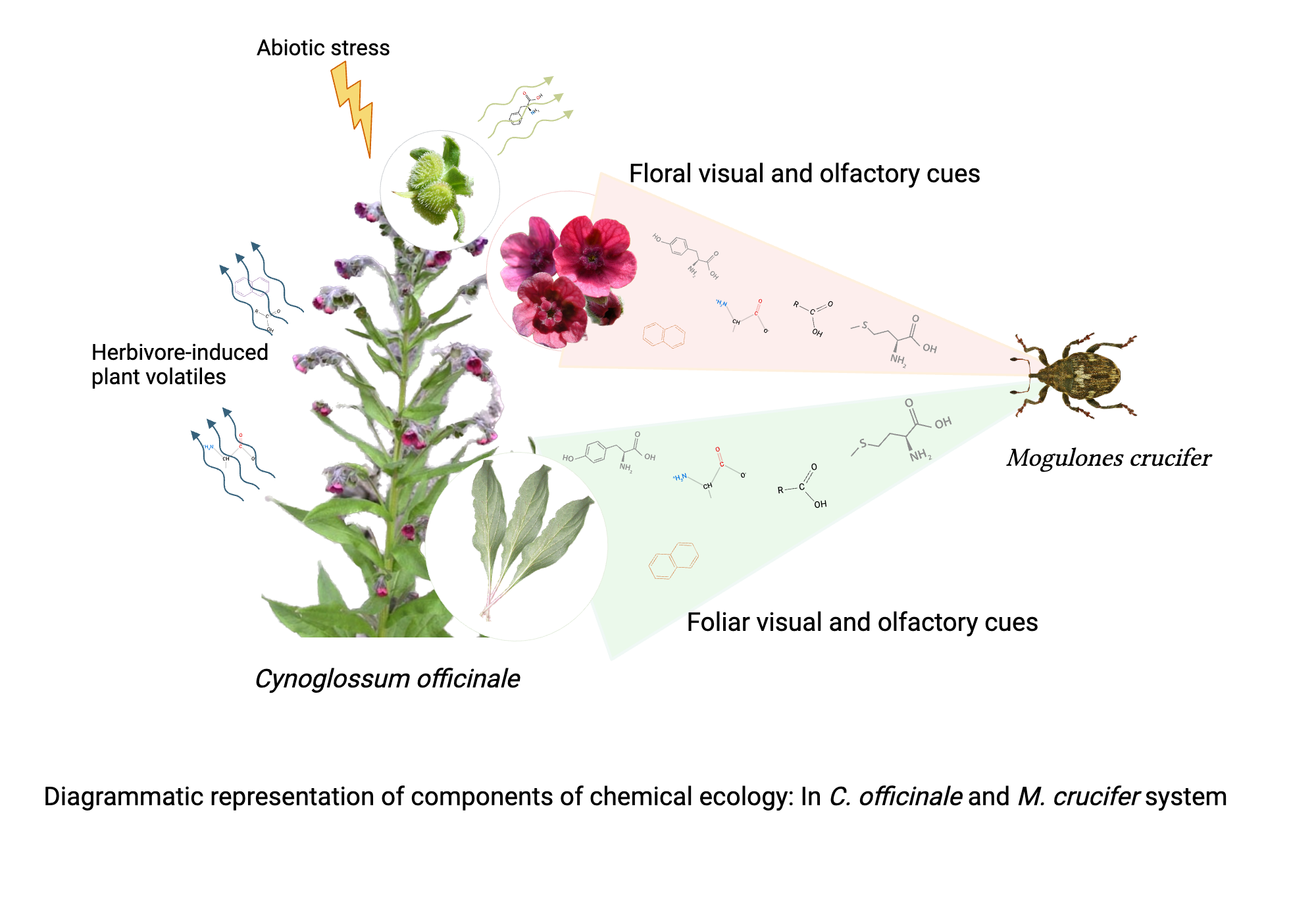 Diagrammatic representation of components of chemical and visual ...