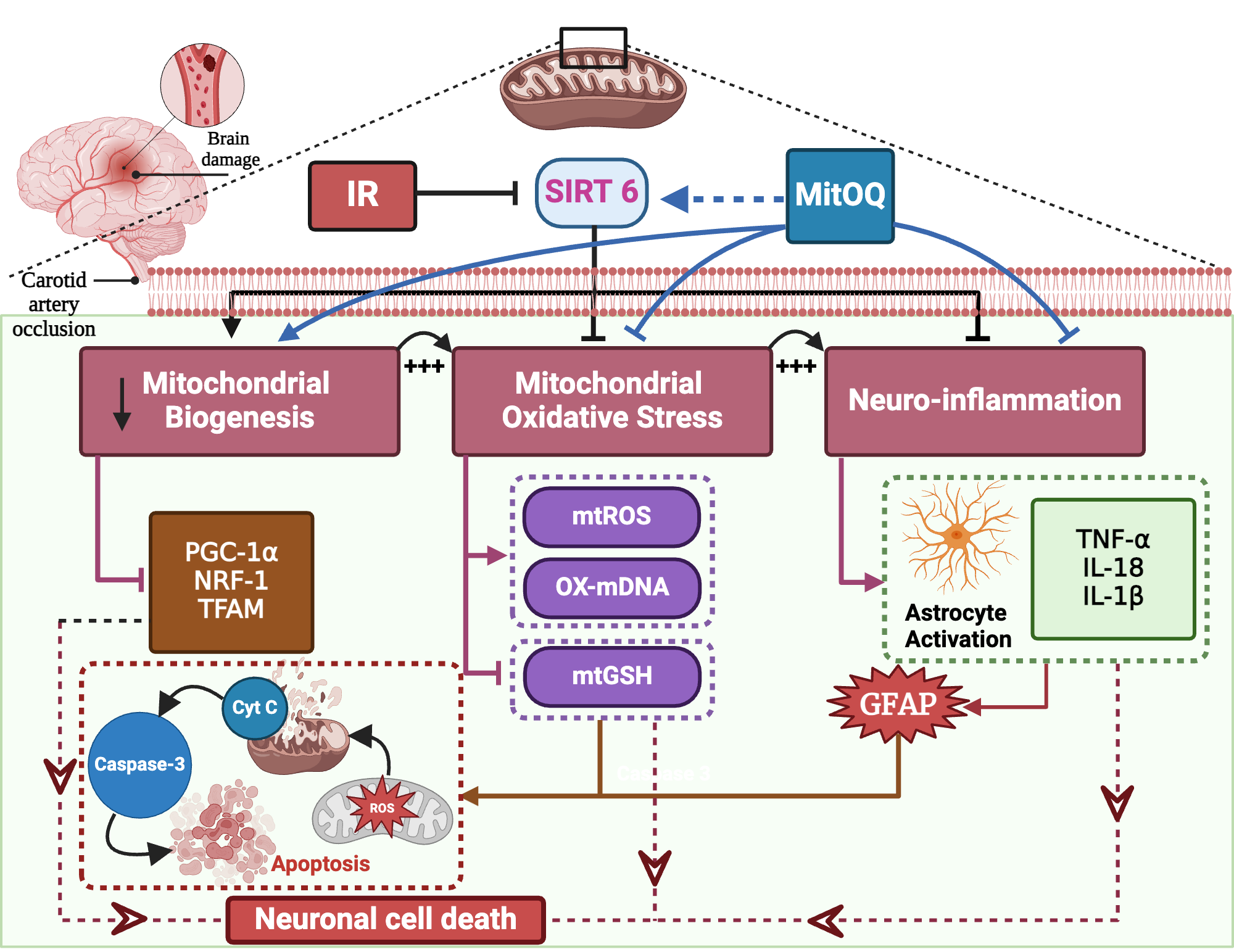 neuroprotective effect of mitoQ in IR | BioRender Science Templates