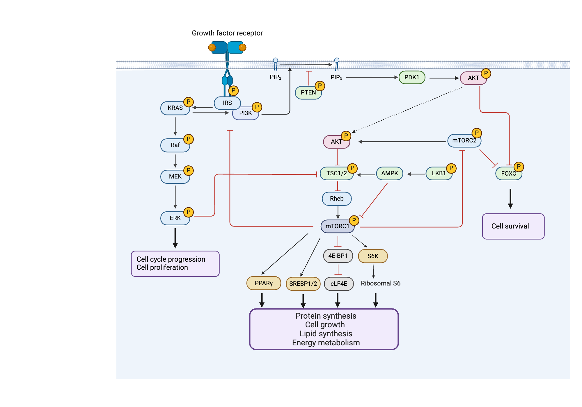 insulin signal pathway | BioRender Science Templates