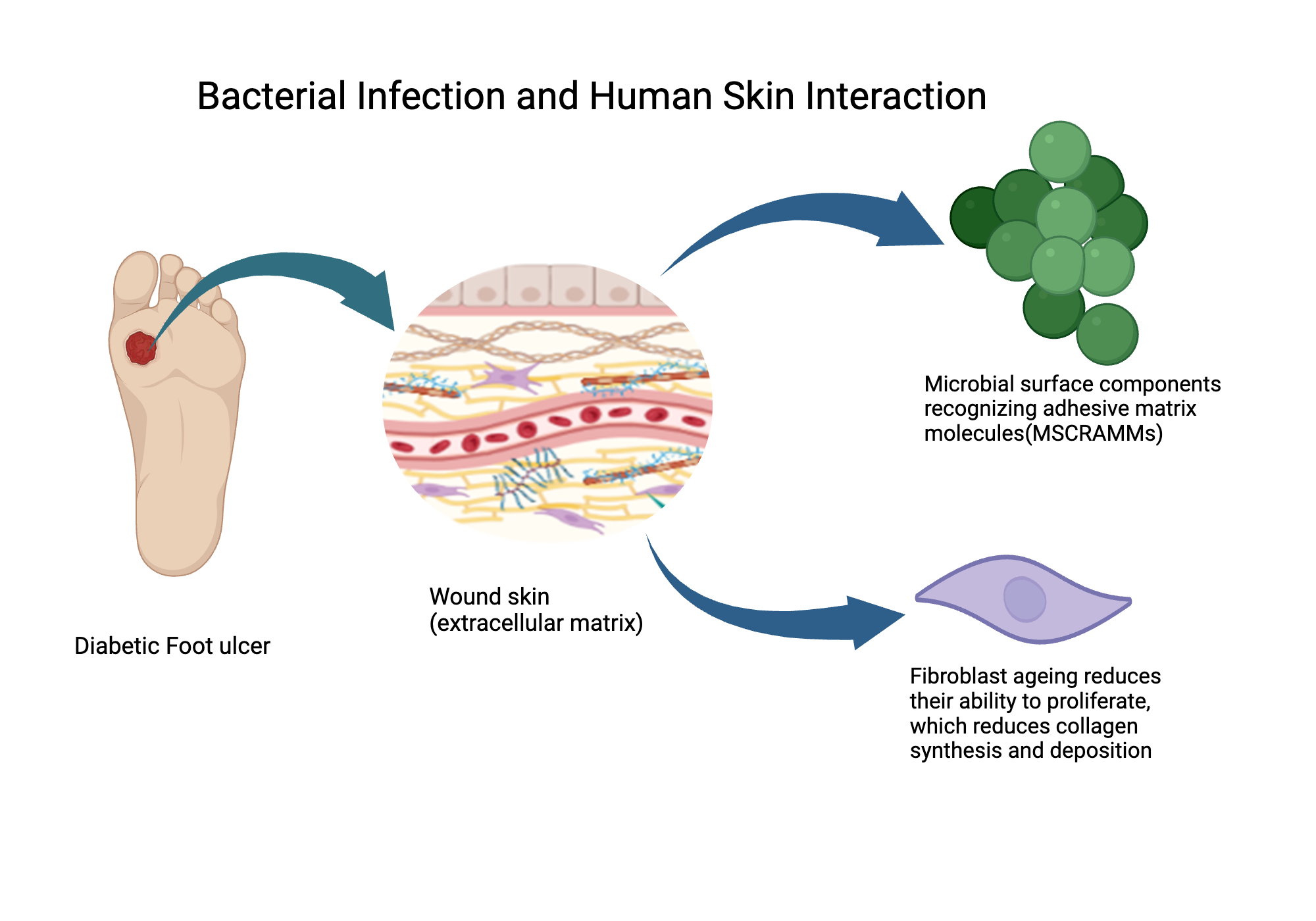 Bacterial infection and human interaction | BioRender Science Templates Bacterial infection and human interaction | BioRender Science Templates