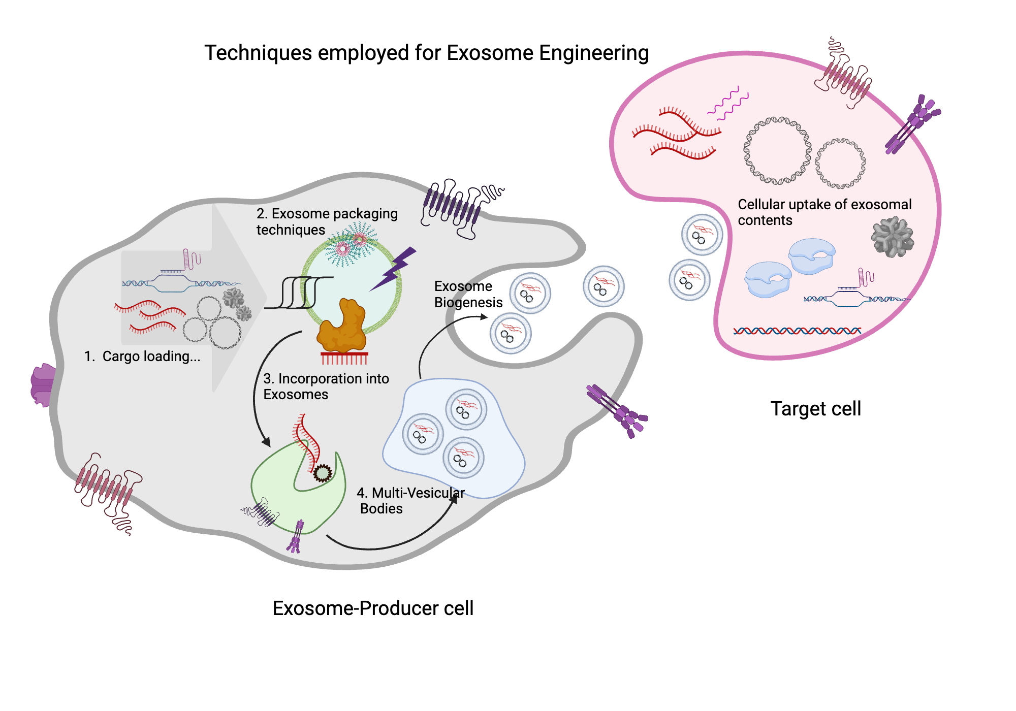 Techniques employed for Exosome engineering | BioRender Science Templates