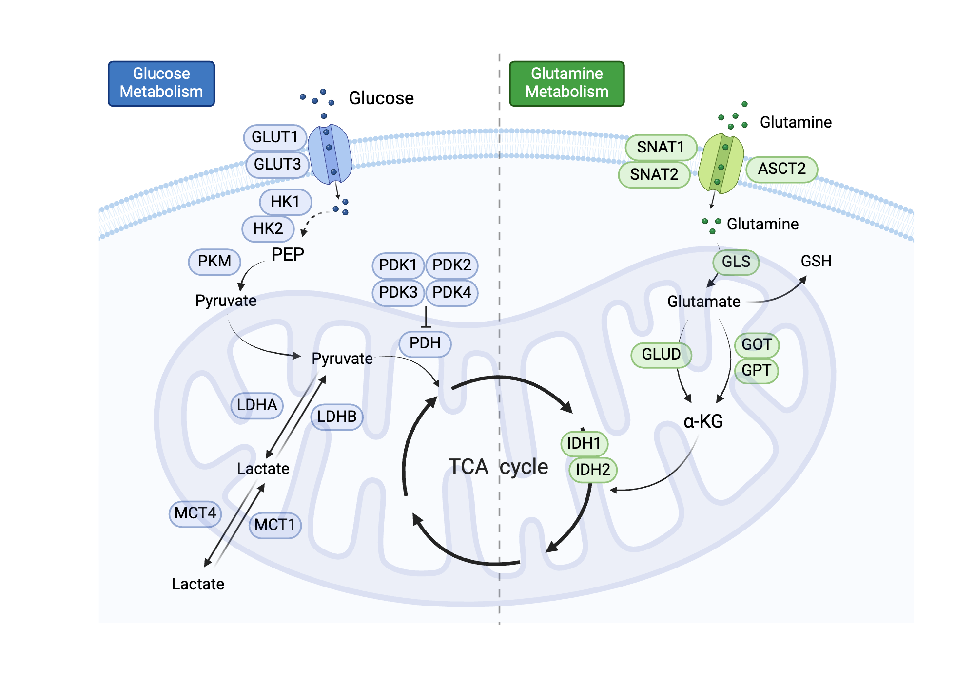 Cancer glucose and glutamine metabolism | BioRender Science Templates