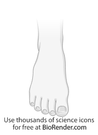 Free Foot (anterior) Icons, Symbols & Images | BioRender
