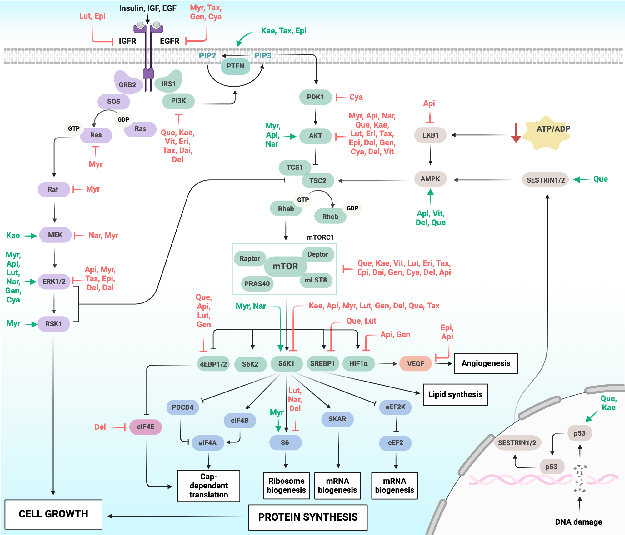 Flavonoids modulate growth pathways in cancer. | BioRender Science ...