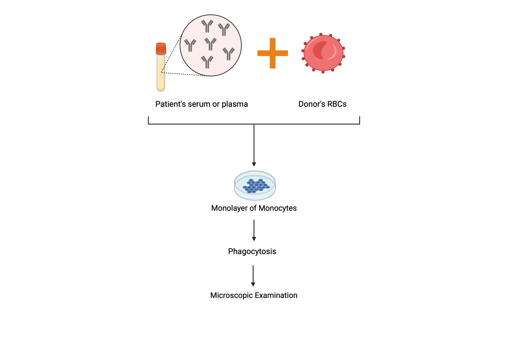 The principle of the Monocyte Monolayer Assay. | BioRender Science ...