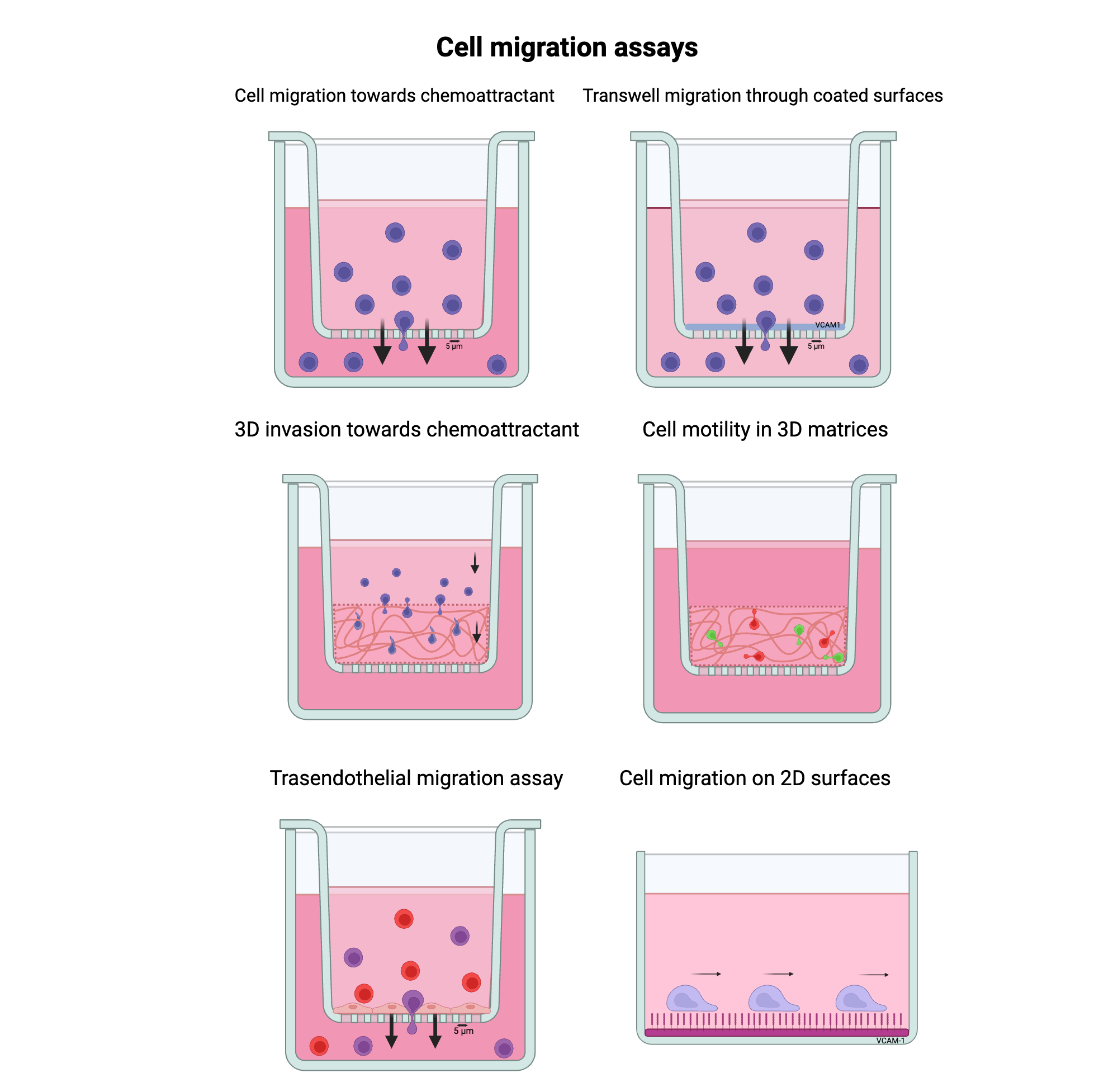 Cell migration assays | BioRender Science Templates