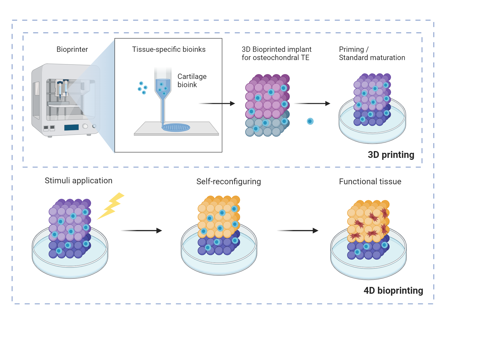 4D Bioprinting for Osteochondral Tissue Engineering | BioRender Science ...
