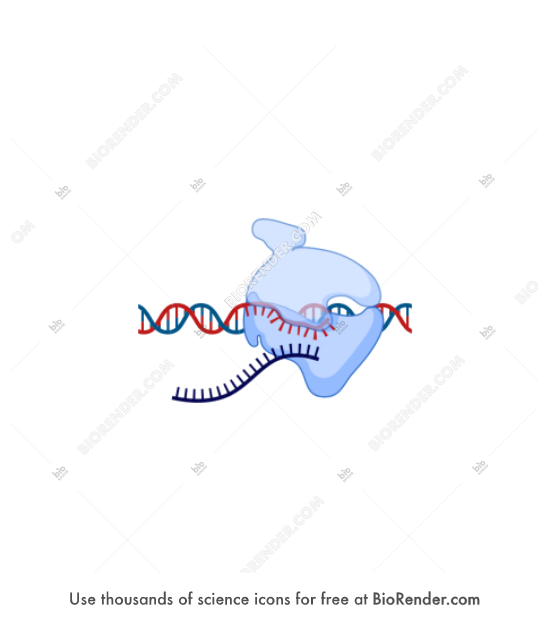 Free Trp operon Icons, Symbols & Images | BioRender