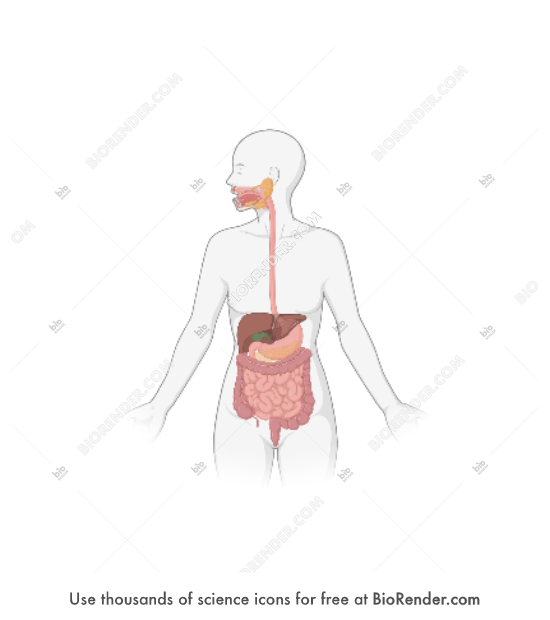 Free Gut microbiota Icons, Symbols & Images | BioRender