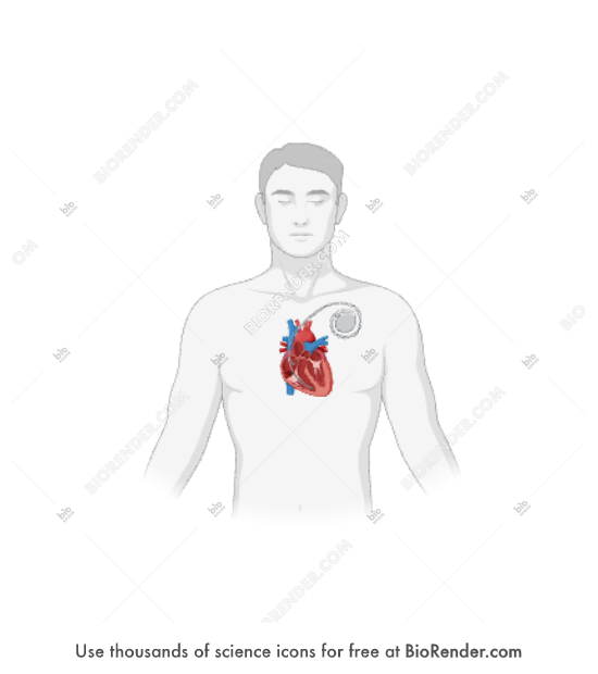 Free Heart (ICD, male) Icons, Symbols & Images | BioRender