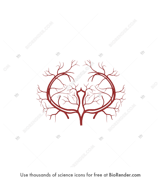 Free Mouse brain (dorsal, with vasculature) Icons, Symbols & Images ...