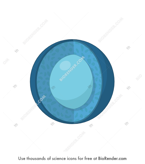 Free Trilayer microsphere (large core) Icons, Symbols & Images | BioRender