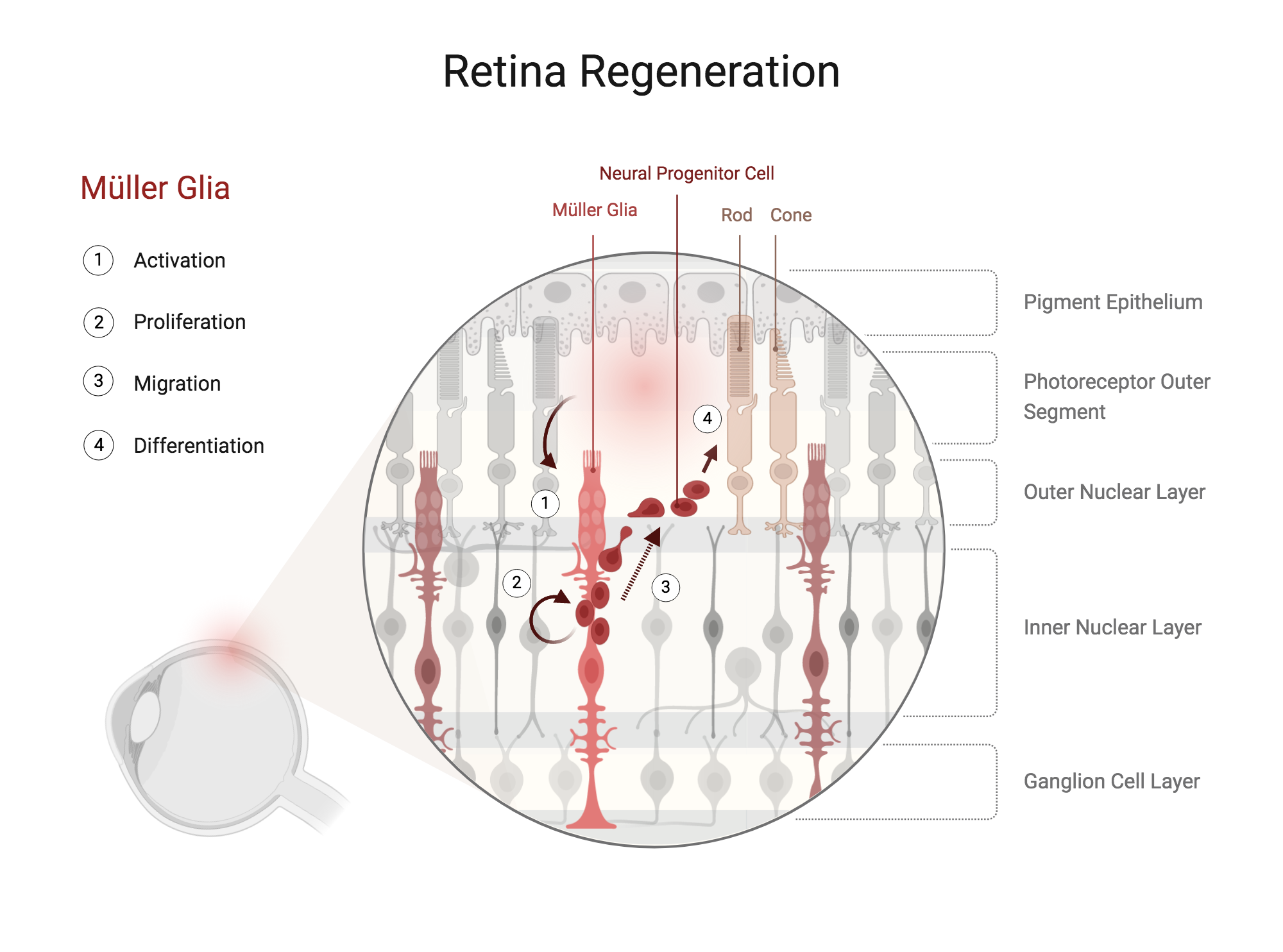 Retina Regeneration | BioRender Science Templates