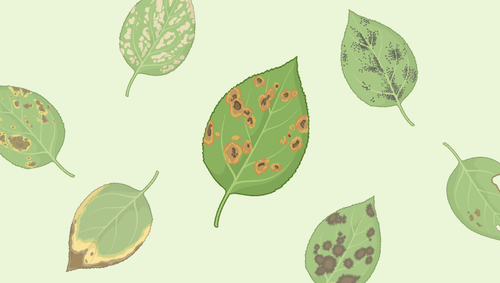 Free Agriculture Icons, Symbols & Images | BioRender