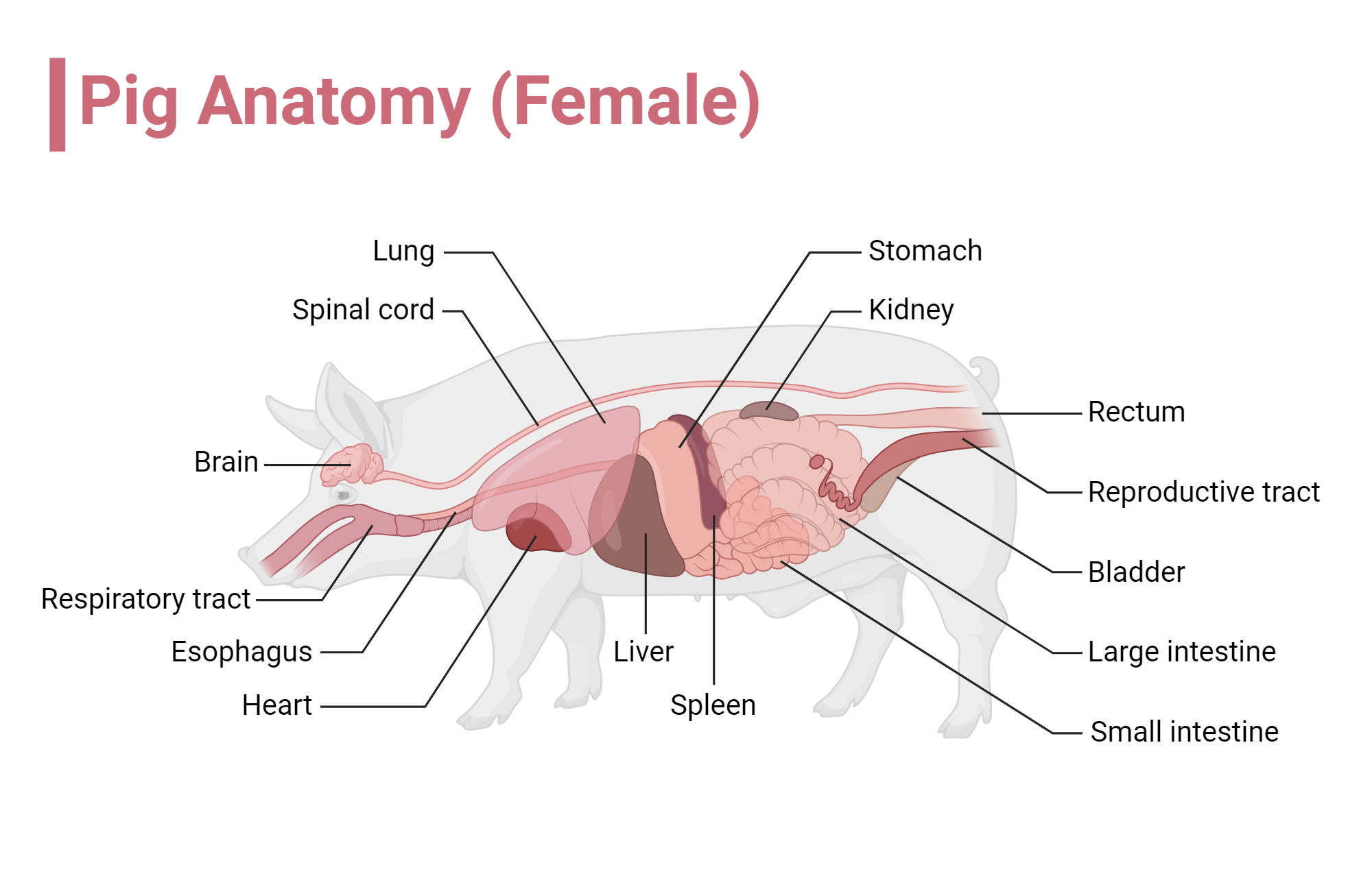 Pig Anatomy (Female) | BioRender Science Templates