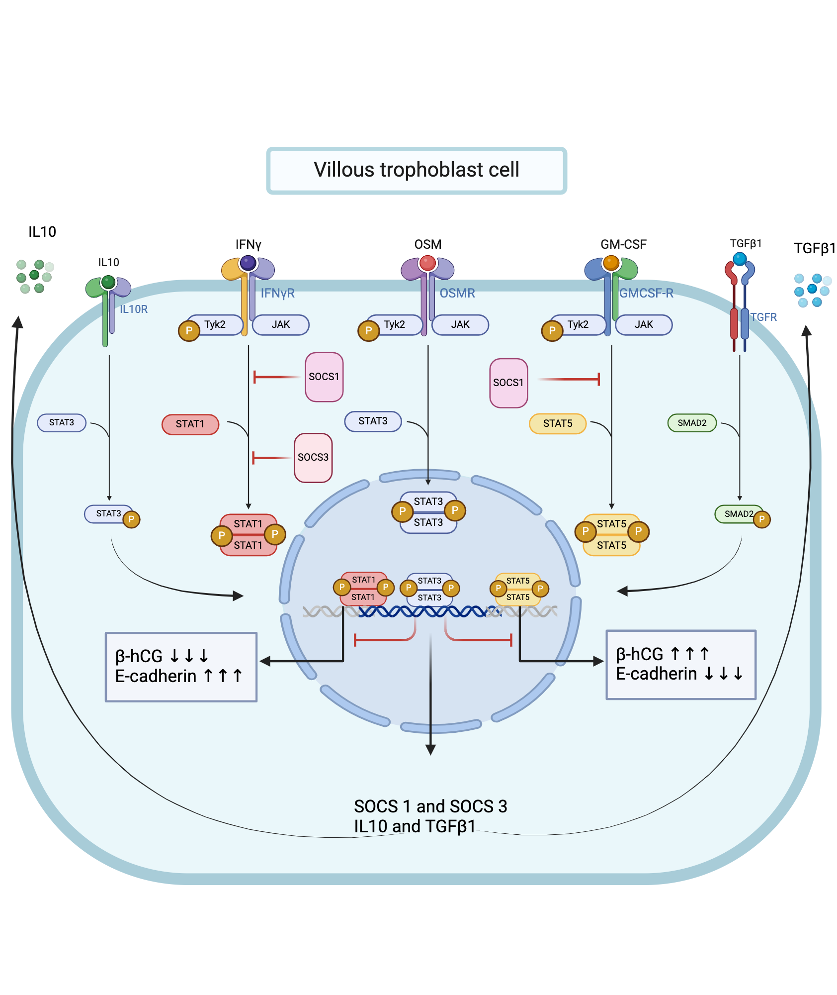 Modulating Effects Of Osm And Stat3 On Ifnγ Stat1 And Gm Csf Stat5