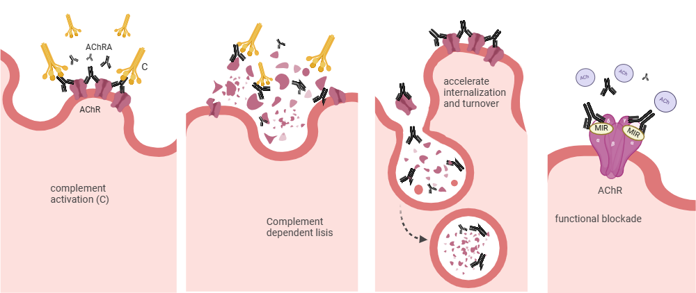AChRA mechanisms of action | BioRender Science Templates