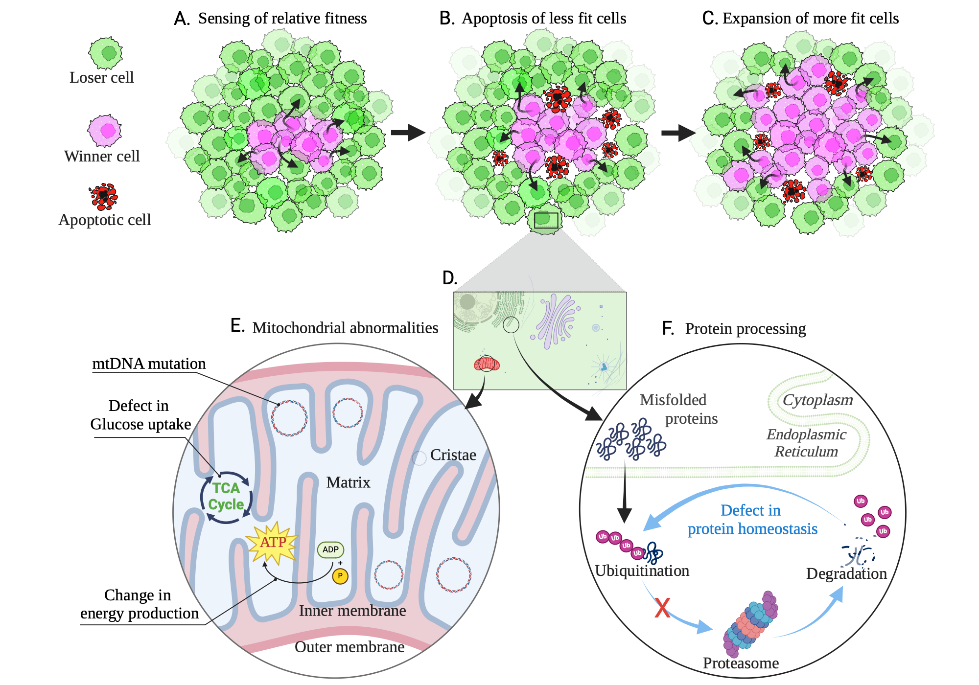 Concept of cell competition and the physiological changes behind the ...