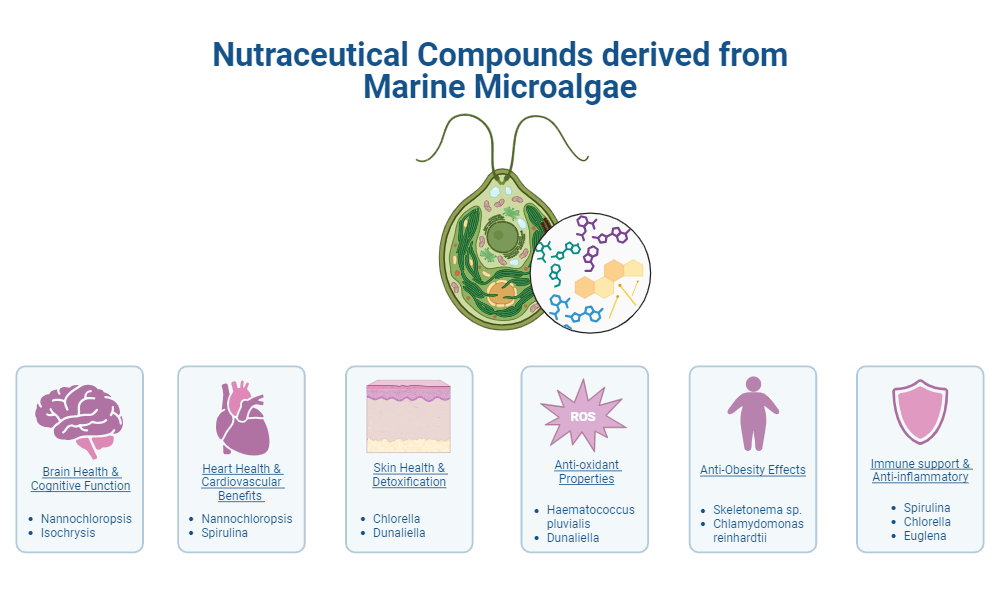 health benefits of microalgal nutraceuticals | BioRender Science Templates