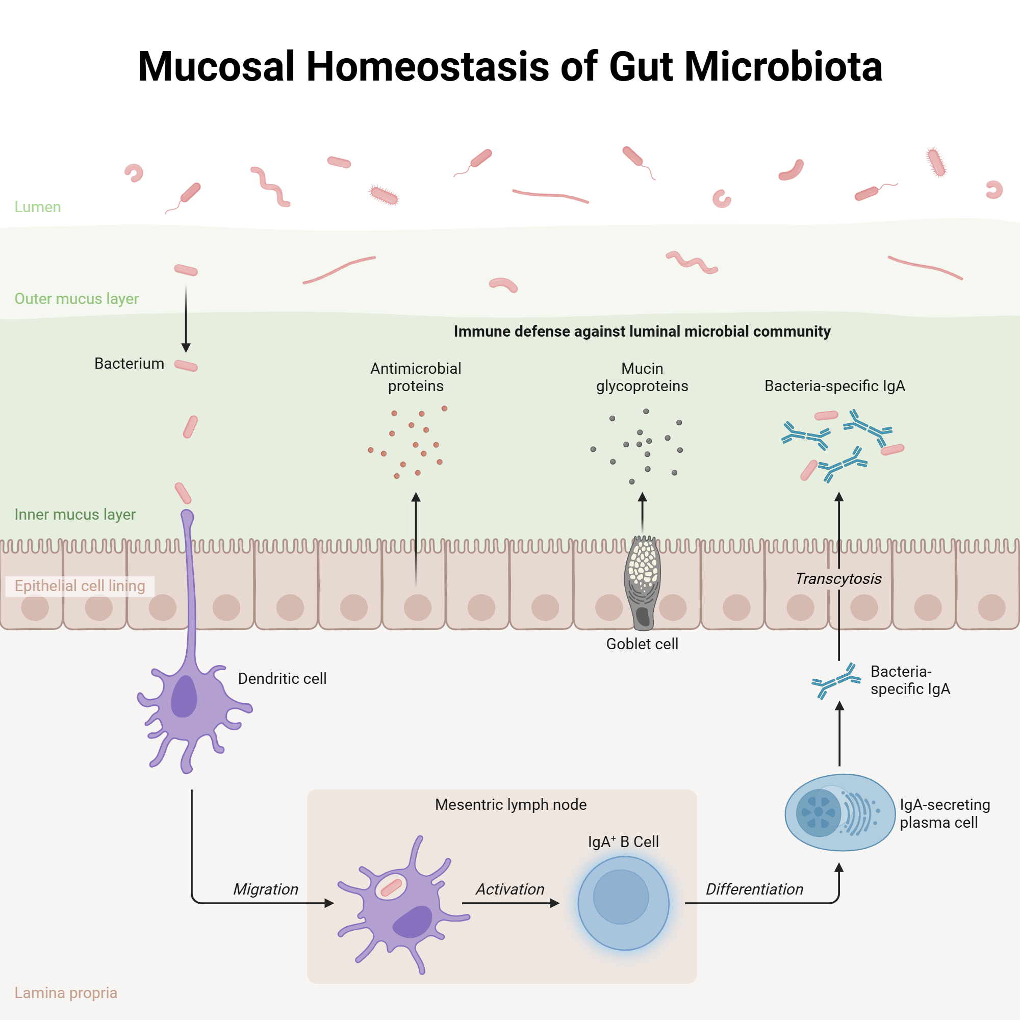 Mucosal Homeostasis of Gut Microbiota | BioRender Science Templates