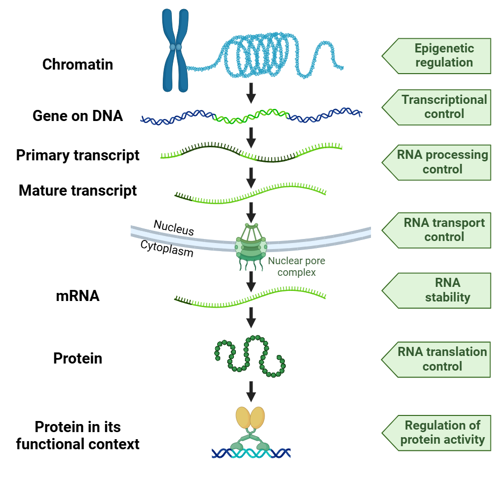 The journey from DNA to proteins | BioRender Science Templates
