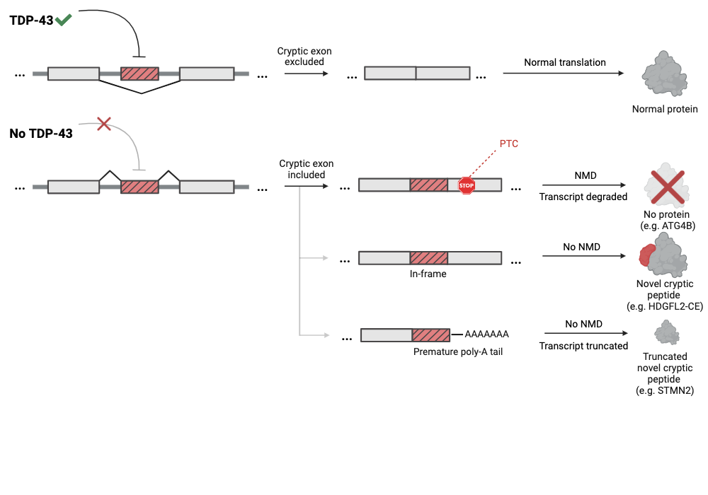 Cryptic exons and inclusion outcomes | BioRender Science Templates