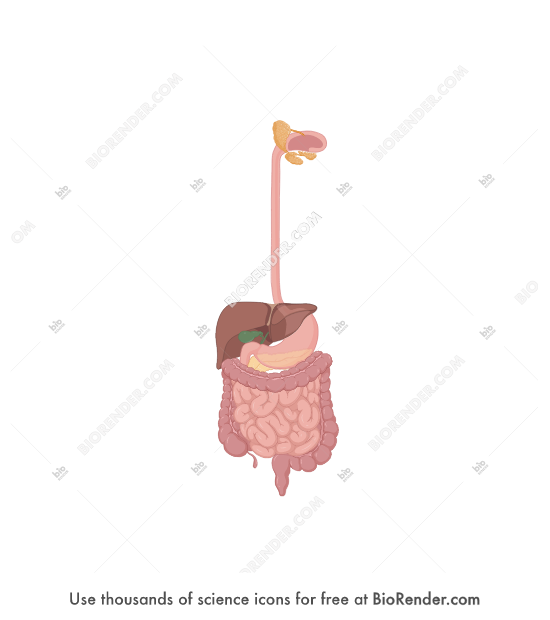 Free Gut microbiota Icons, Symbols & Images | BioRender