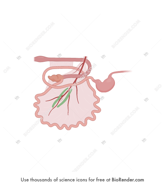 Free Dog GI tract (semi-anatomical, with mesenteric folds, right side ...