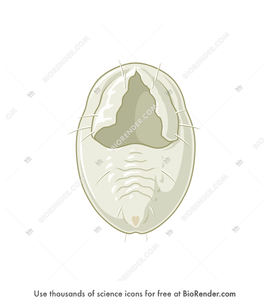 Free Whitefly (exuvia) Icons, Symbols & Images | BioRender