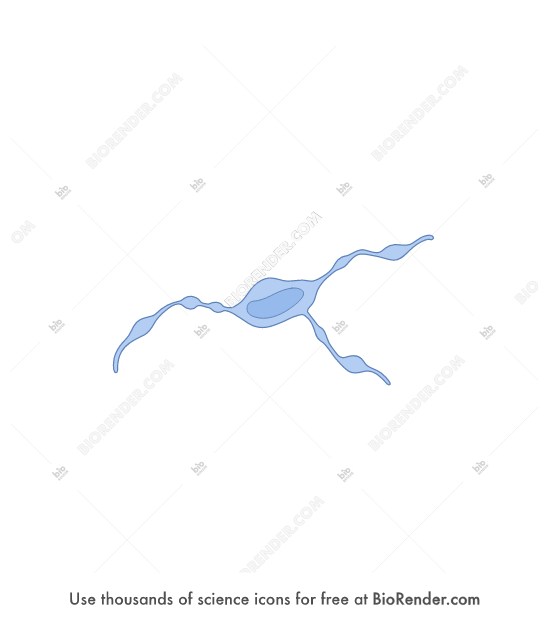 Free Telocyte Icons, Symbols & Images | BioRender