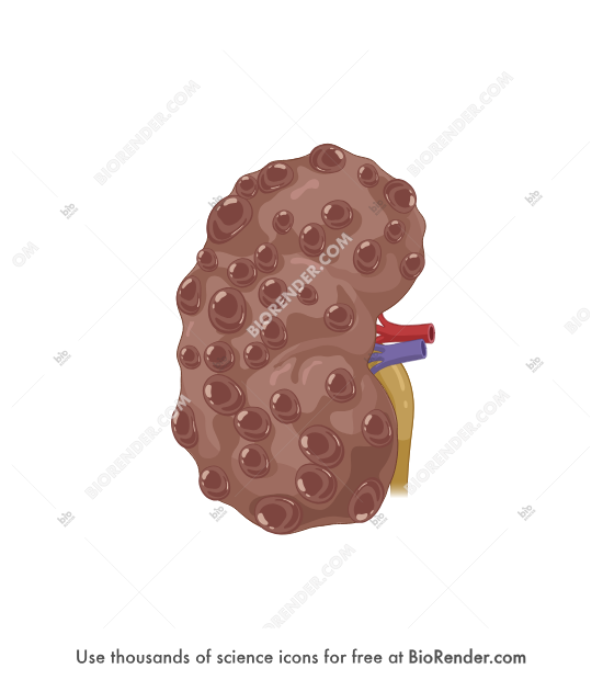 Free Nephron Icons, Symbols & Images | BioRender