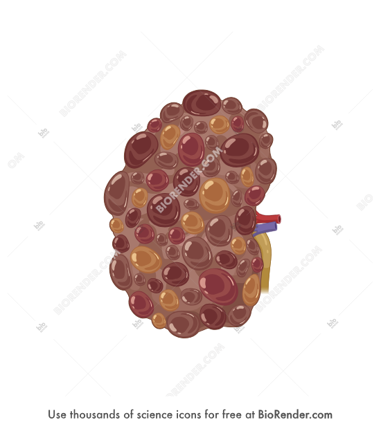 Free Nephron Icons, Symbols & Images | BioRender