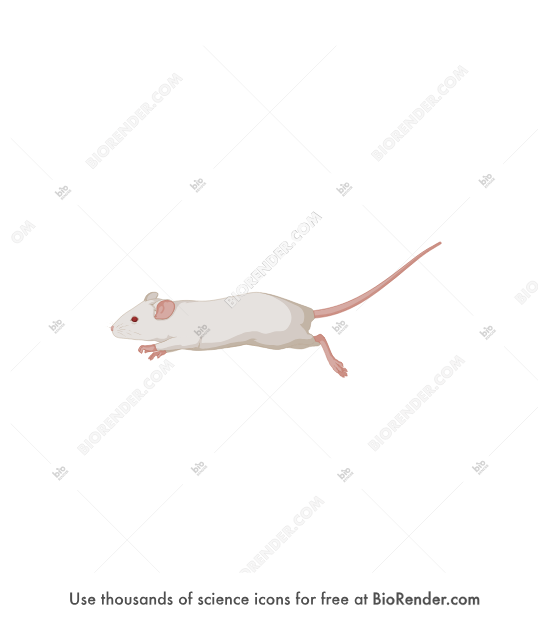 Free Mouse brain (dorsal, with vasculature) Icons, Symbols & Images ...