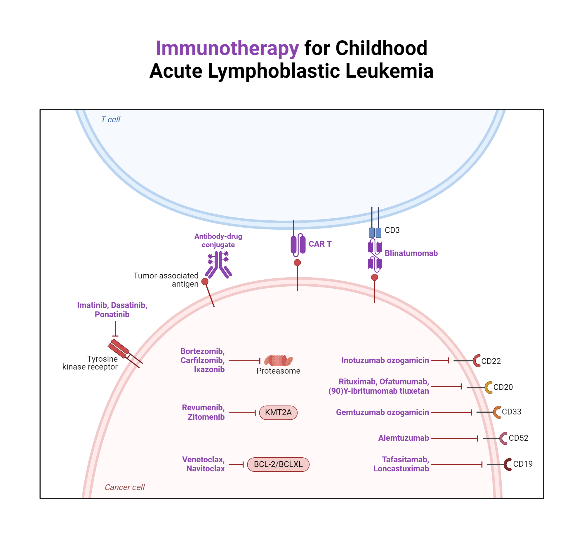 Immunotherapy for Childhood Acute Lymphoblastic Leukemia | BioRender ...