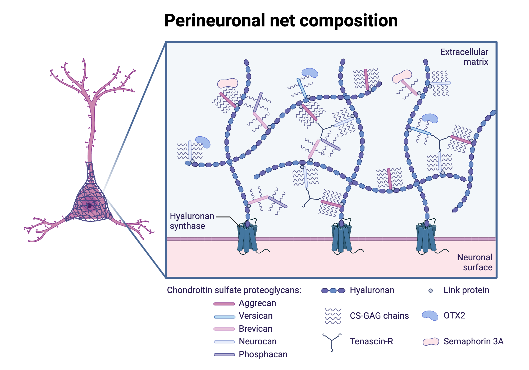 Perineuronal net composition | BioRender Science Templates