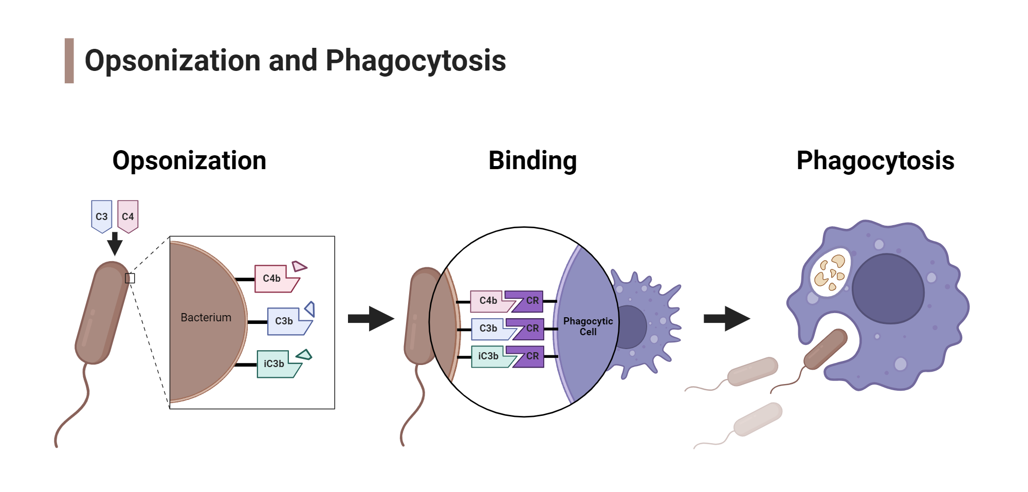 Complement System Role in Opsonization and Phagocytosis | BioRender ...