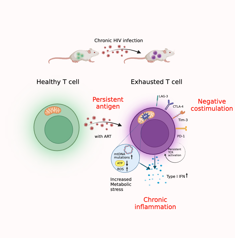 Chronic Inflammation Immune Metabolism And T Cell Dysfunction In Hiv