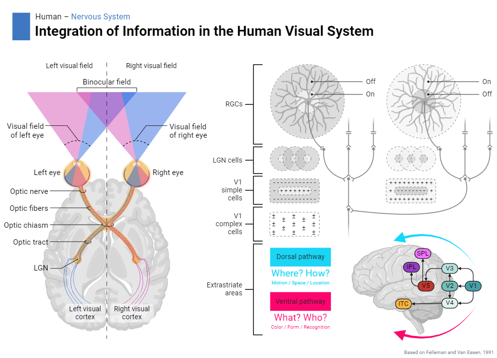 Integration of Information in the Human Visual System | BioRender ...