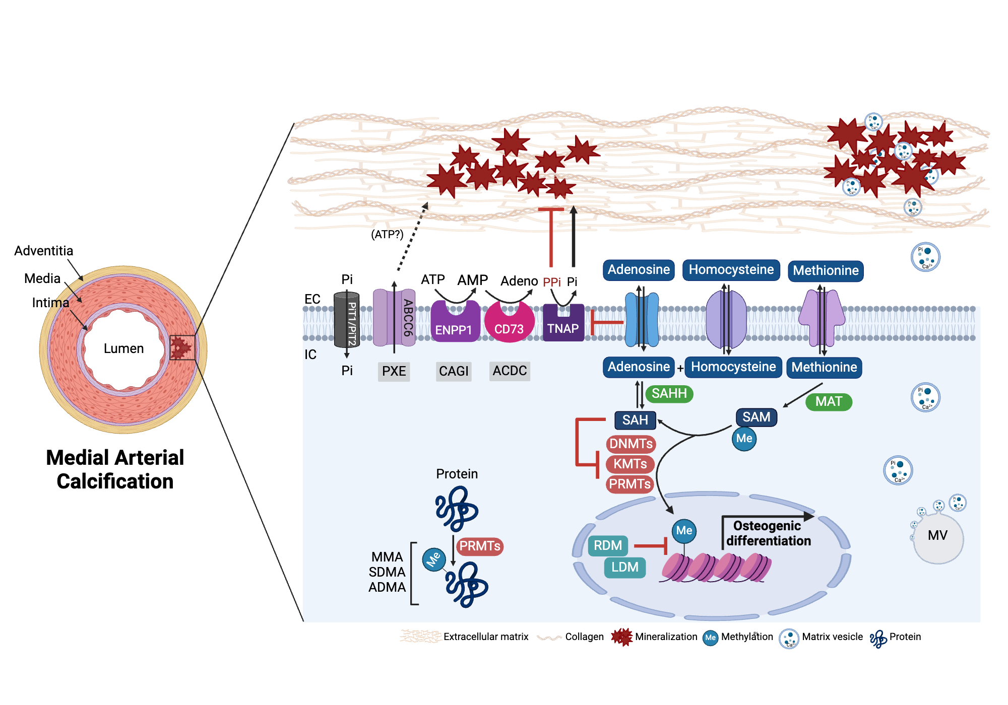 Vascular calcification and methyltransferase activity | BioRender ...