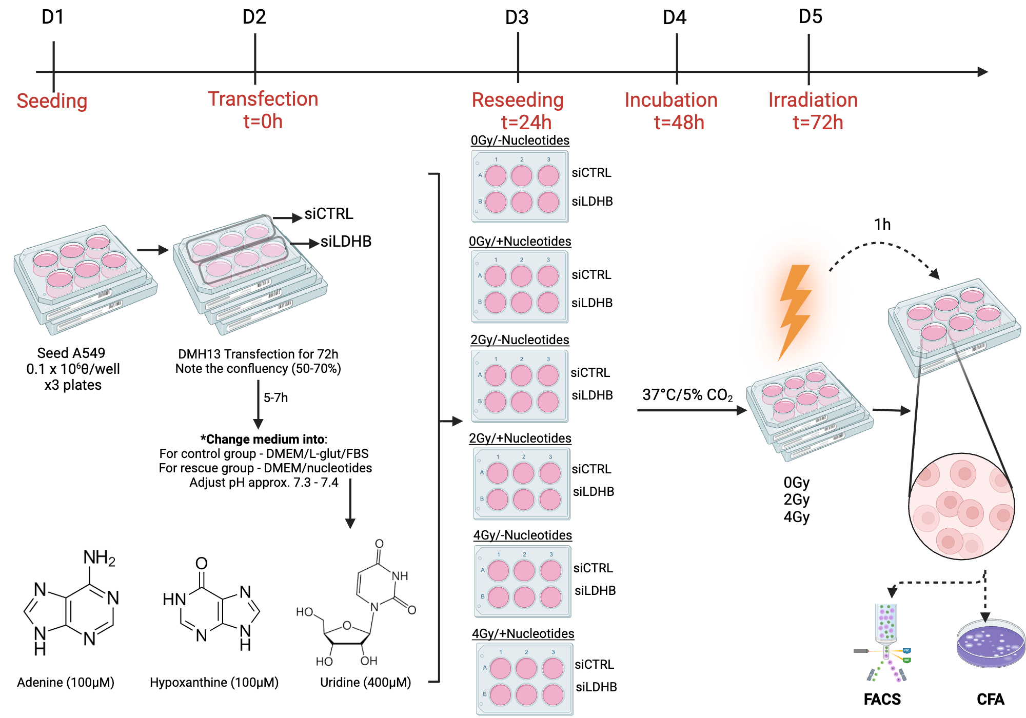 Nucleotide rescue experiment plan | BioRender Science Templates