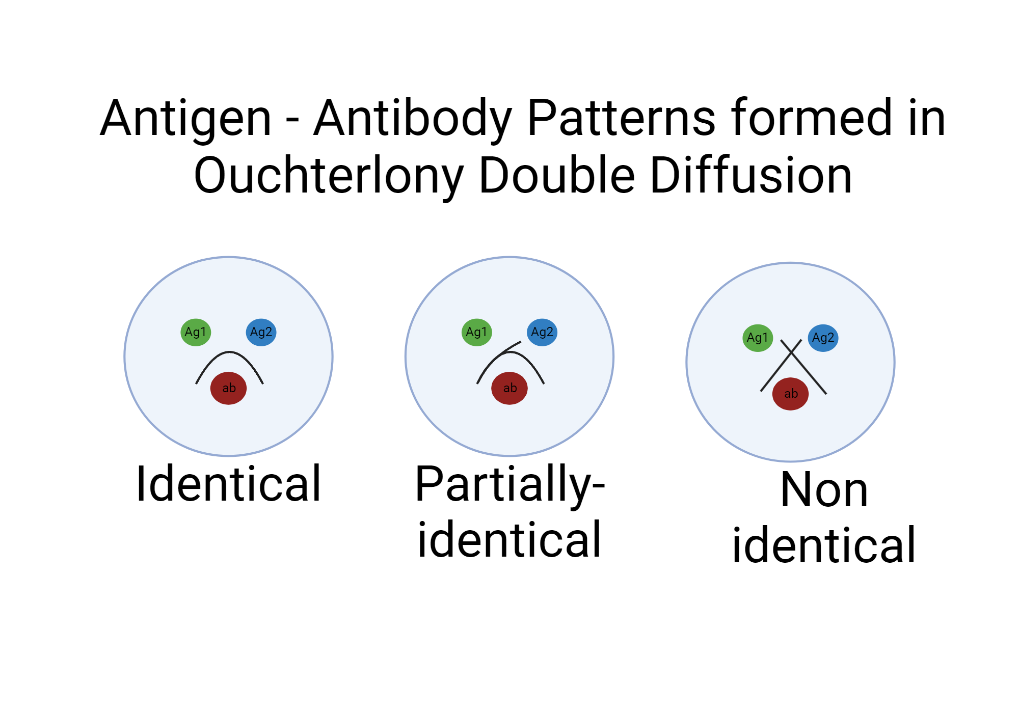 Ouchterlony Double Diffusion Ouchterlony Double Diffusion Patterns Of